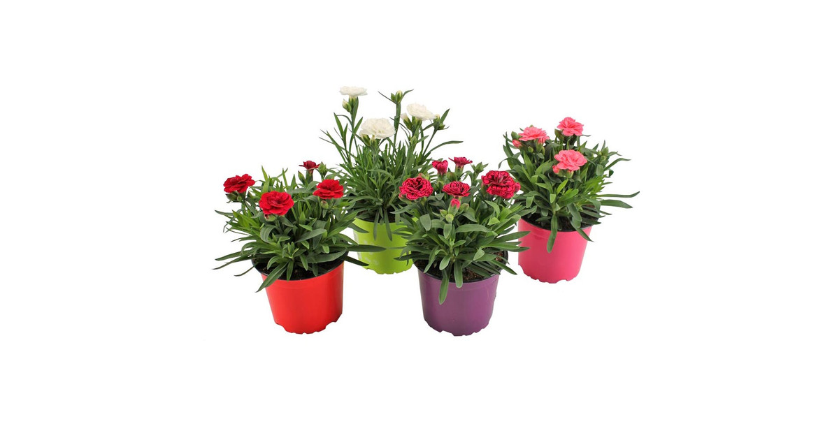 Neilikka Neilika Dianthus 12cm