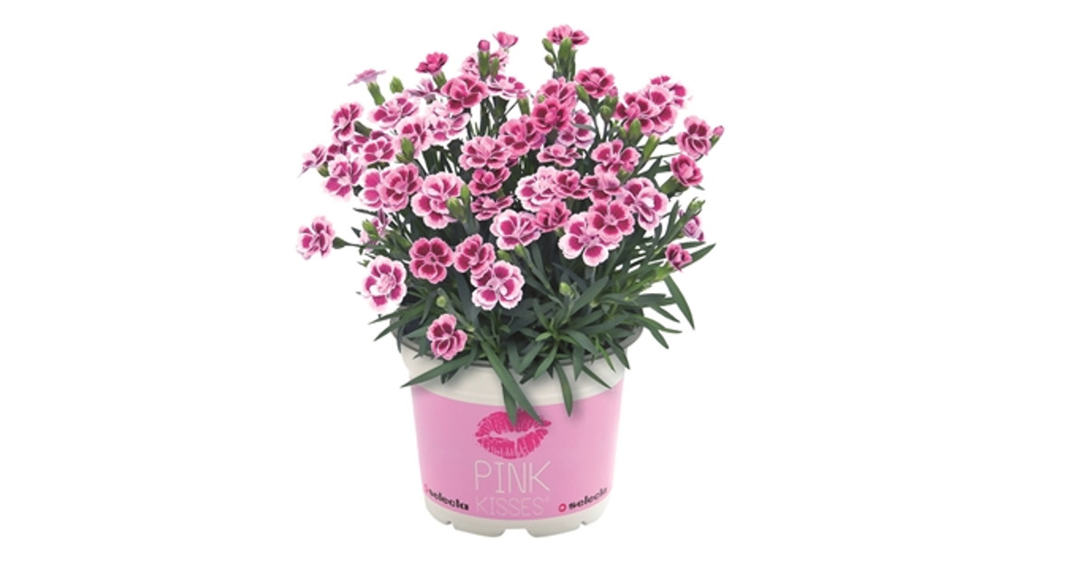 Neilikka Pink Kisses 12cm